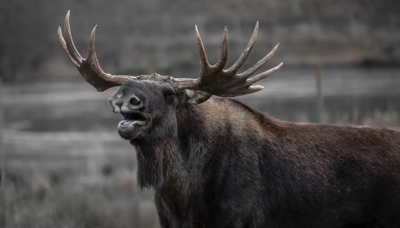 Moose watch